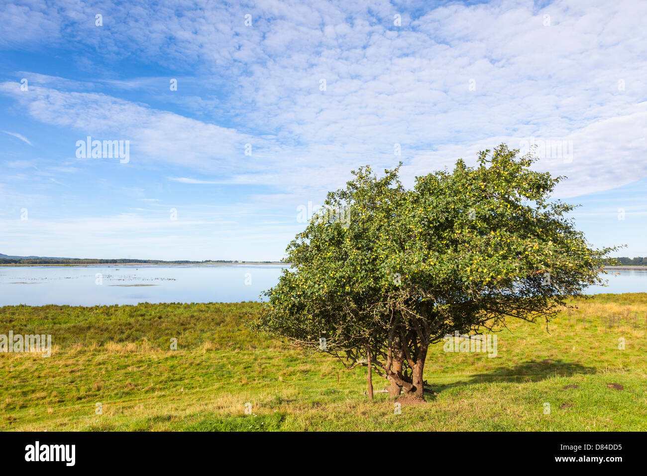 Beach apple tree hi-res stock photography and images - Alamy