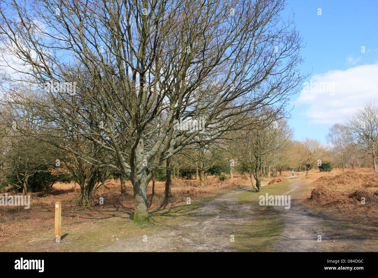 National trust headley heath hi-res stock photography and images - Alamy
