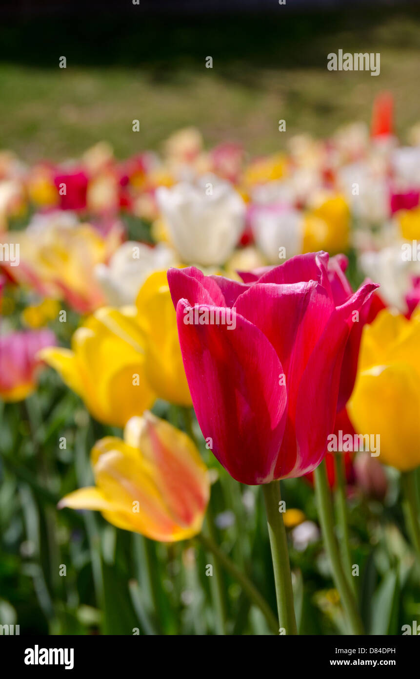Tennessee, Nashville. Bright assorted colors of spring tulips Stock ...