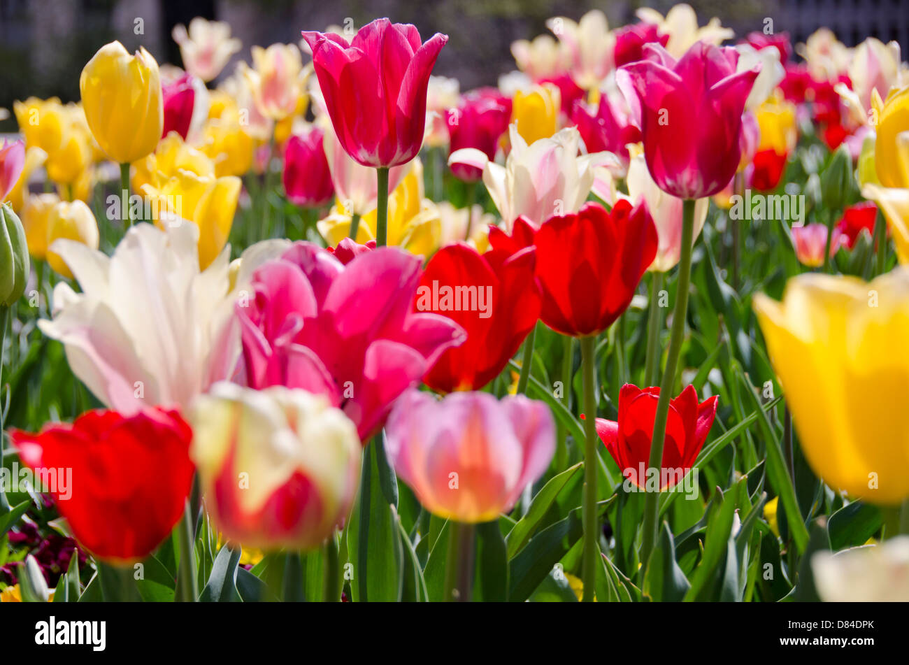 Tennessee, Nashville. Bright assorted colors of spring tulips Stock ...