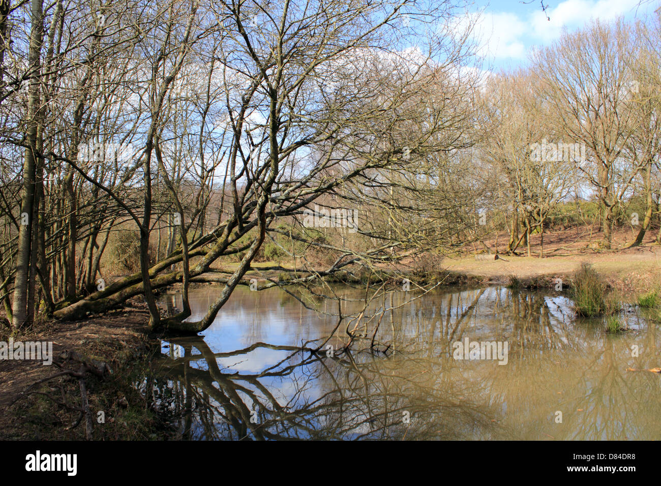 Headley Heath, Surrey, England, UK Stock Photo - Alamy