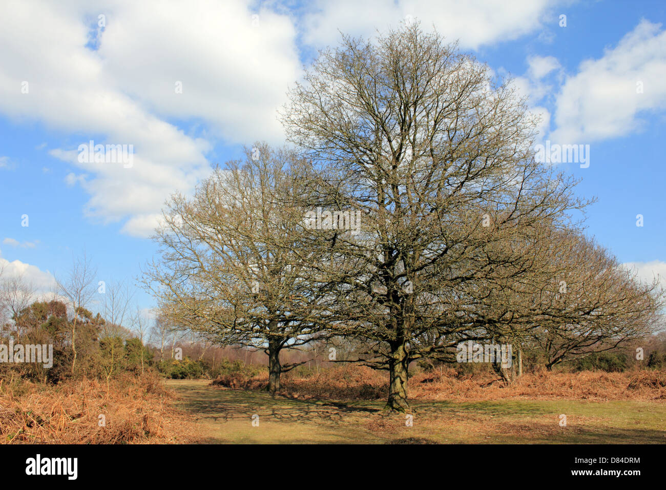 Headley Heath, Surrey, England, UK Stock Photo - Alamy