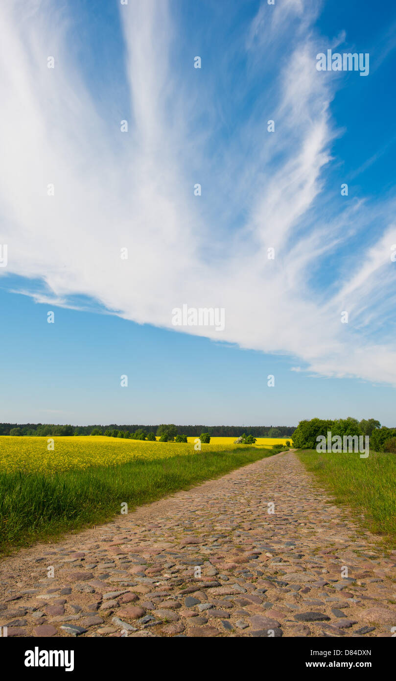 Ein alter Pflastersteinweg führt am 19.05.2013 an einem gelb blühenden ...