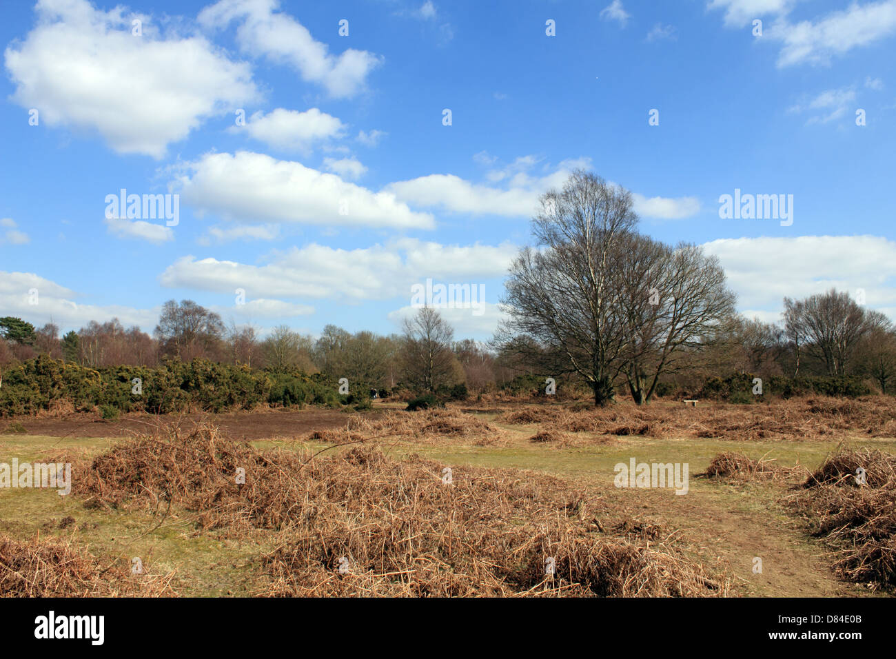 Headley Heath, Surrey, England, UK Stock Photo - Alamy
