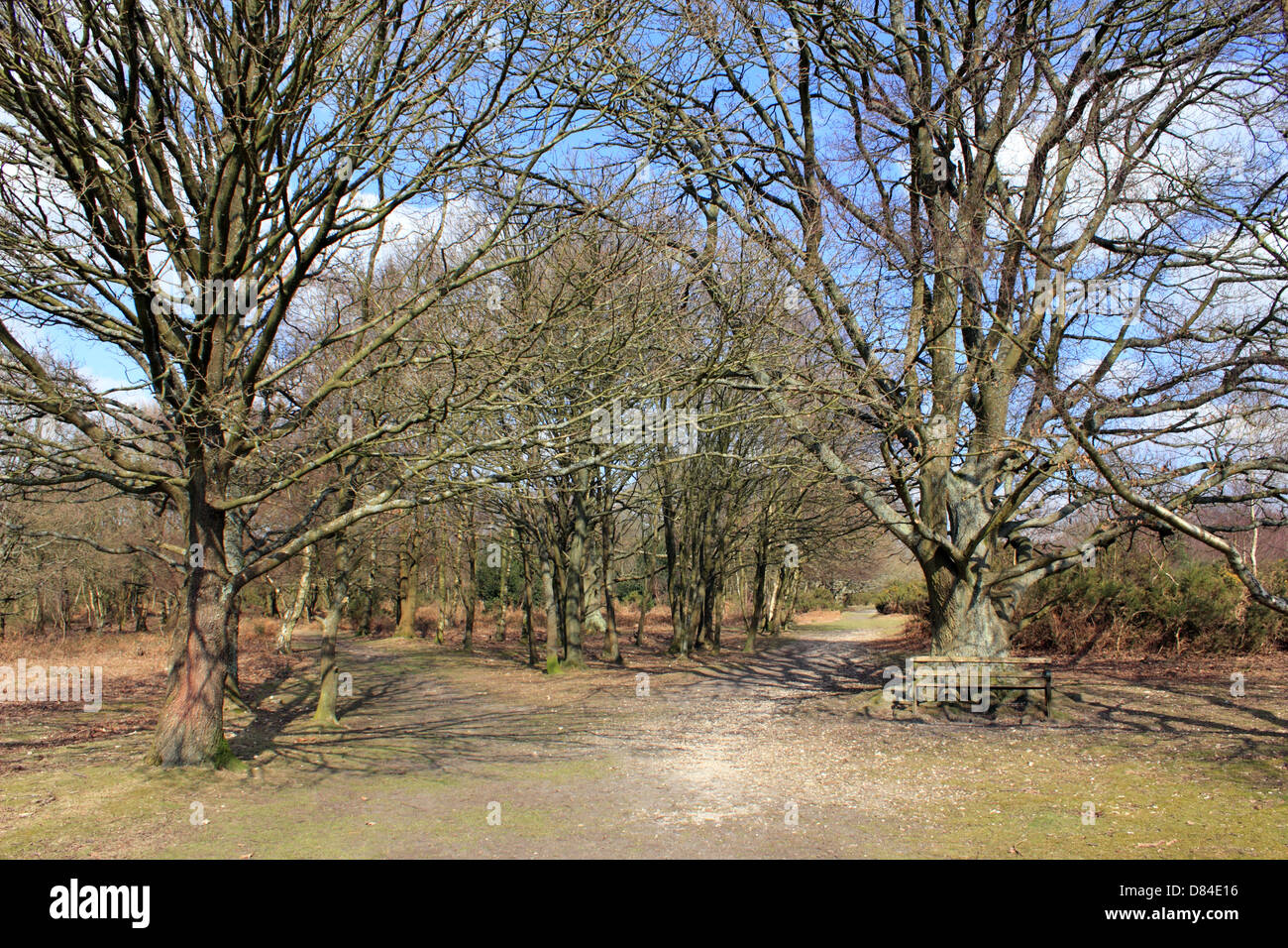 National trust headley heath hi-res stock photography and images - Alamy