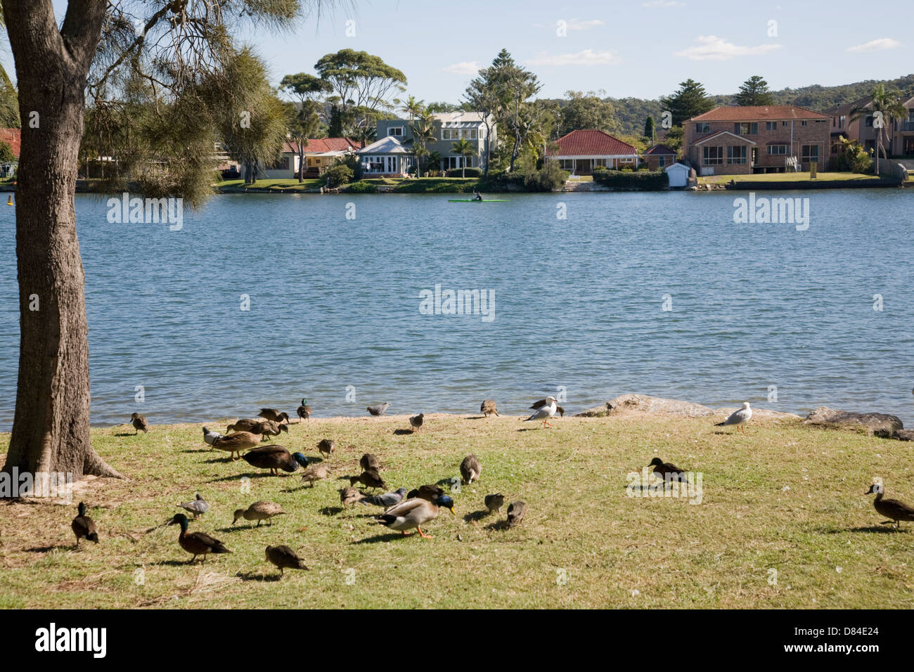 narrabeen lake and reserve on sydney's northern beaches Stock Photo - Alamy