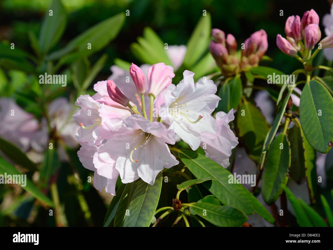 White green rhododendron hi-res stock photography and images - Alamy