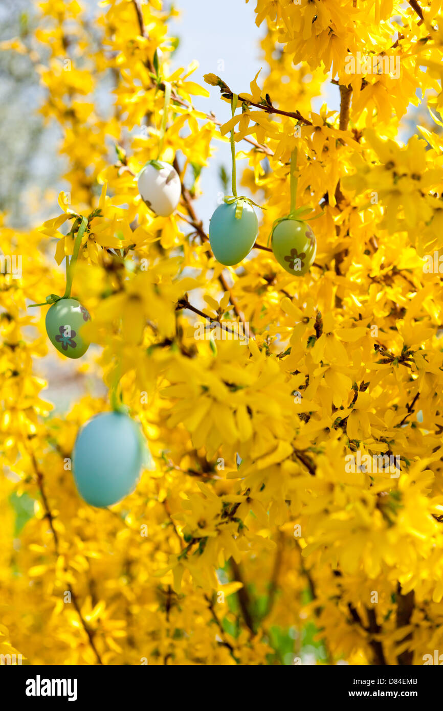easter egg decoration hanging on forsythia tree outdoor in spring Stock ...
