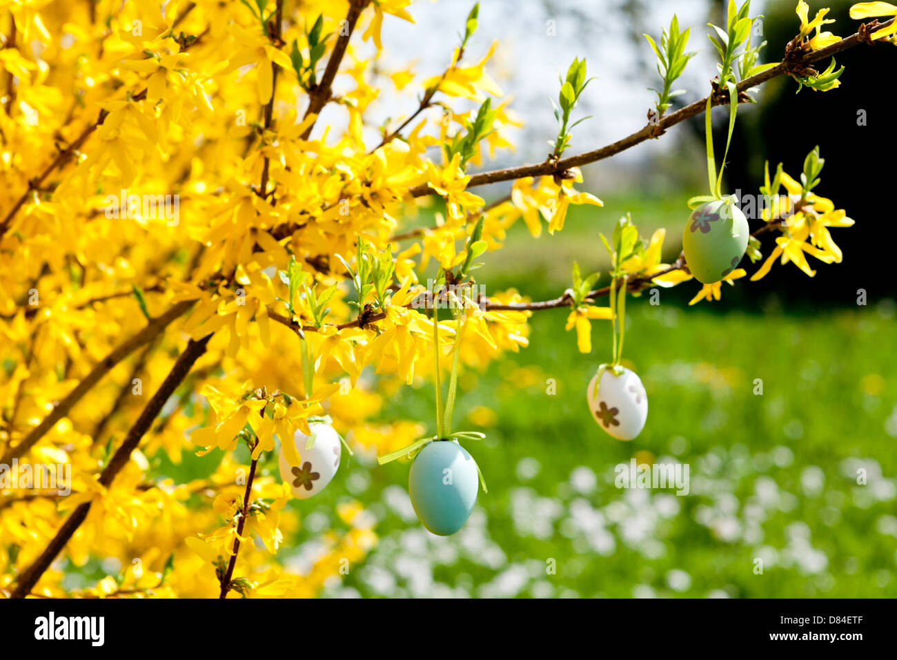 easter egg decoration hanging on forsythia tree outdoor in spring Stock ...