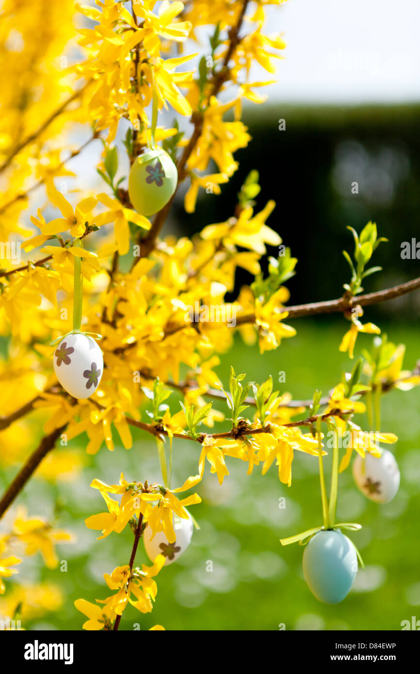 easter egg decoration hanging on forsythia tree outdoor in spring Stock ...