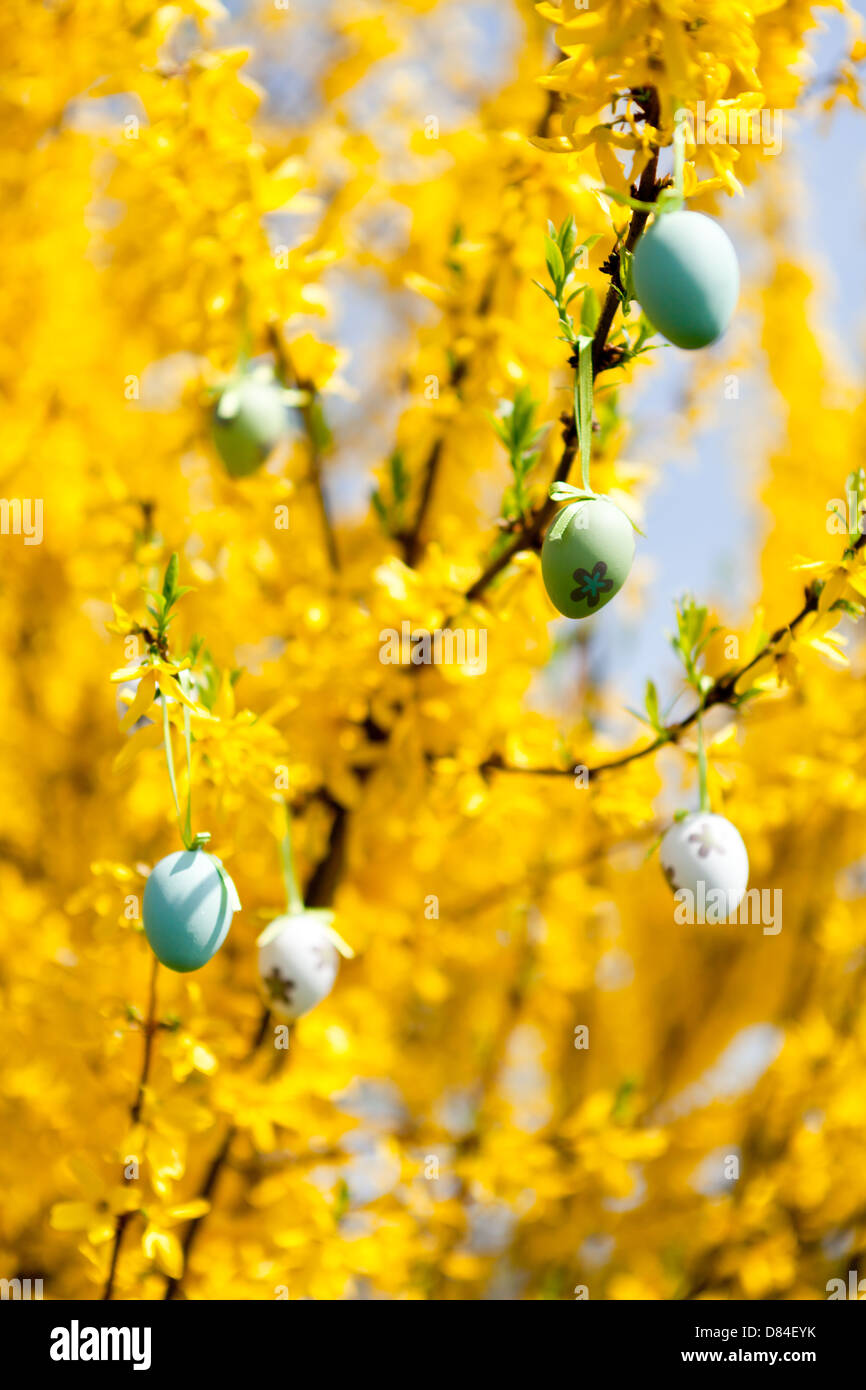 easter egg decoration hanging on forsythia tree outdoor in spring Stock ...