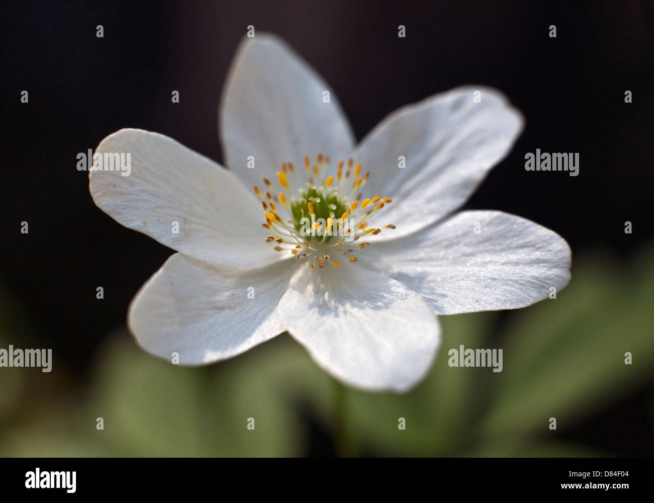 Anemone nemorosa Wood Anemone, Common names include wood anemone ...