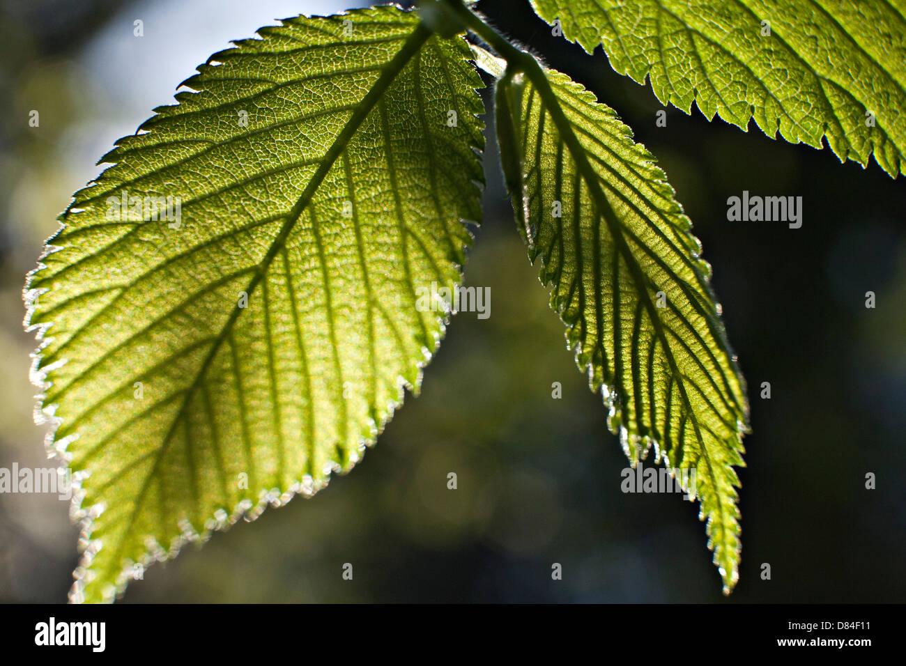 Ulmus glabra the Wych elm or Scots elm in close up Stock Photo - Alamy