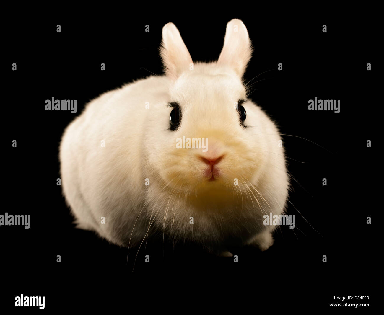Black and white rabbit hi-res stock photography and images - Alamy