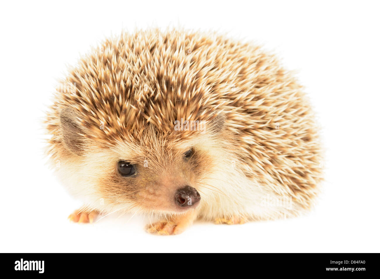 Hedgehog isolated white hi-res stock photography and images - Alamy