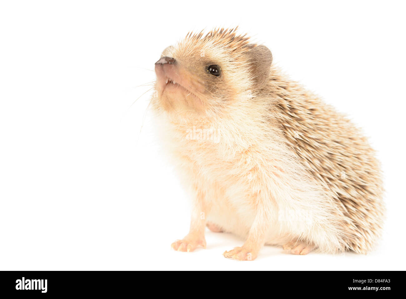 Hedgehog isolated white hi-res stock photography and images - Alamy