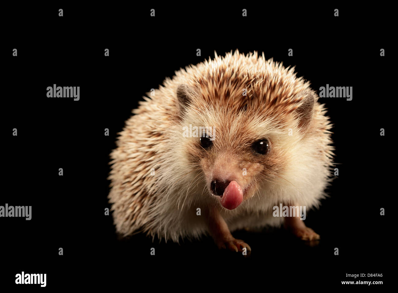 Hedgehog isolated on black background Stock Photo - Alamy