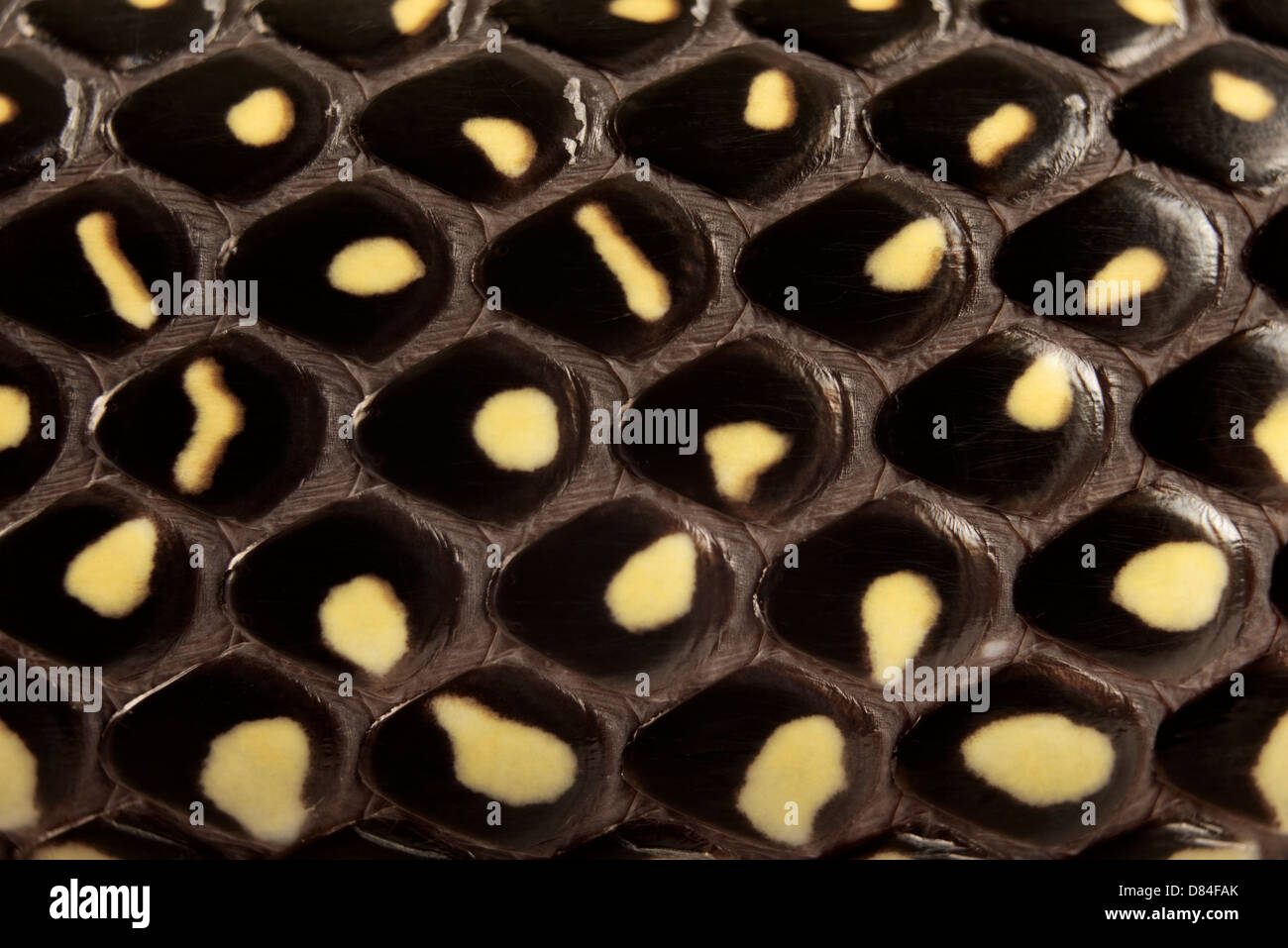 Closeup background / texture of speckled kingsnake skin Stock Photo - Alamy