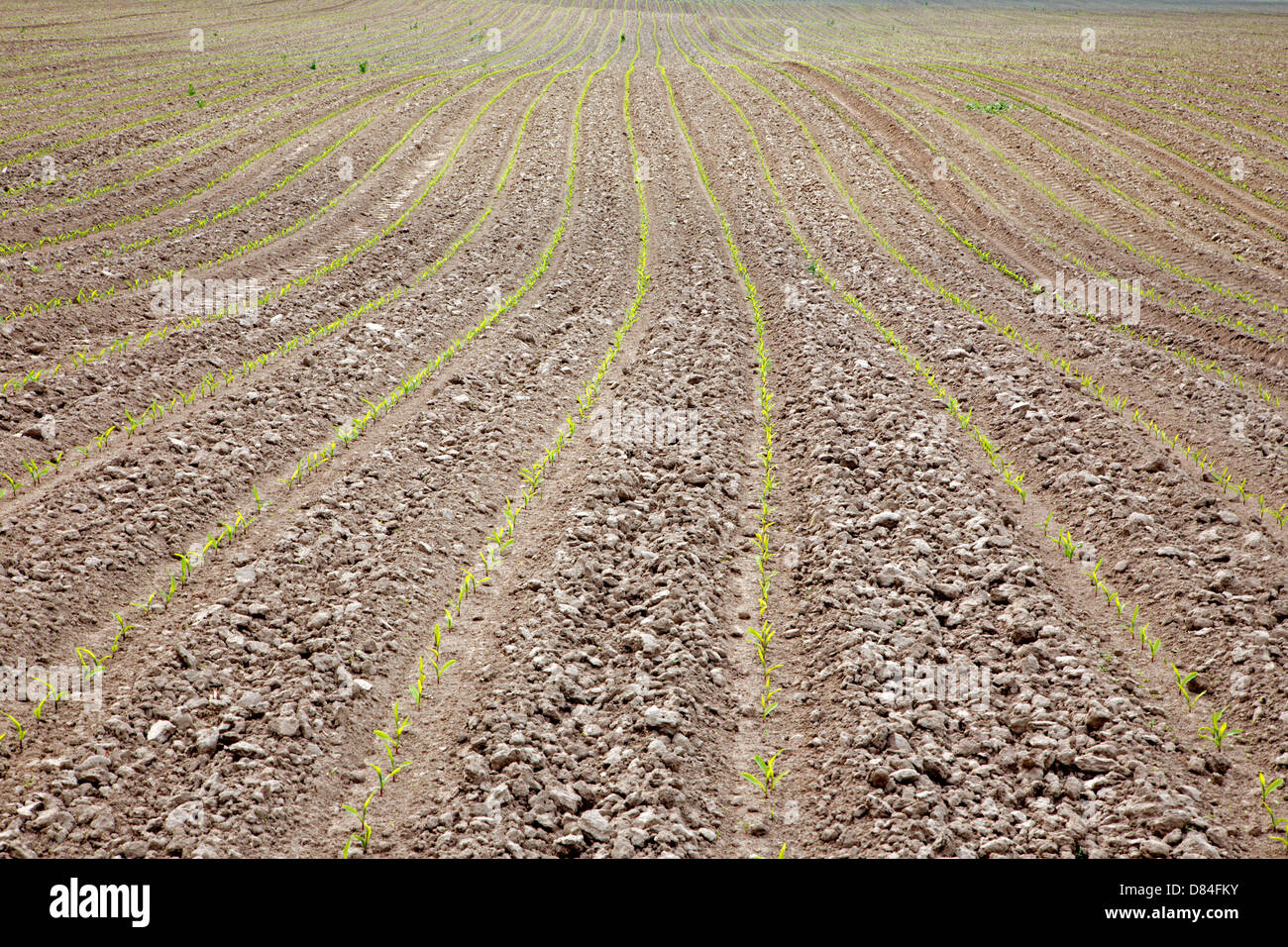 field of maize in spring Stock Photo - Alamy