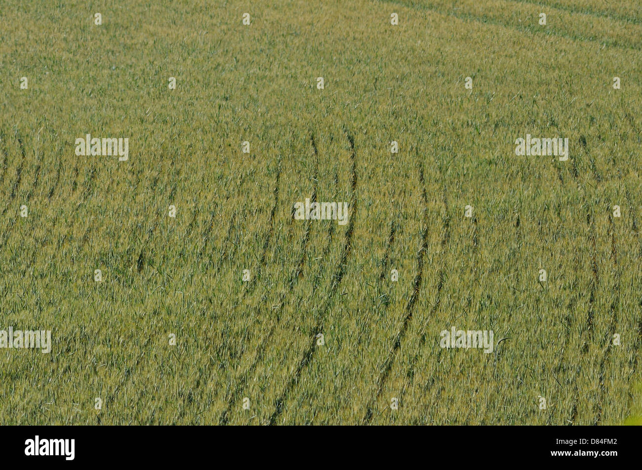 Wheatfield with lines Stock Photo - Alamy