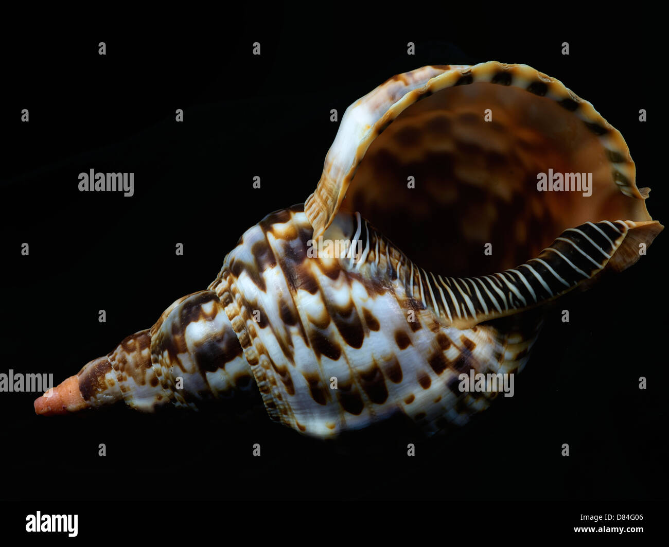 Close up of Noble Triton sea shell Stock Photo - Alamy
