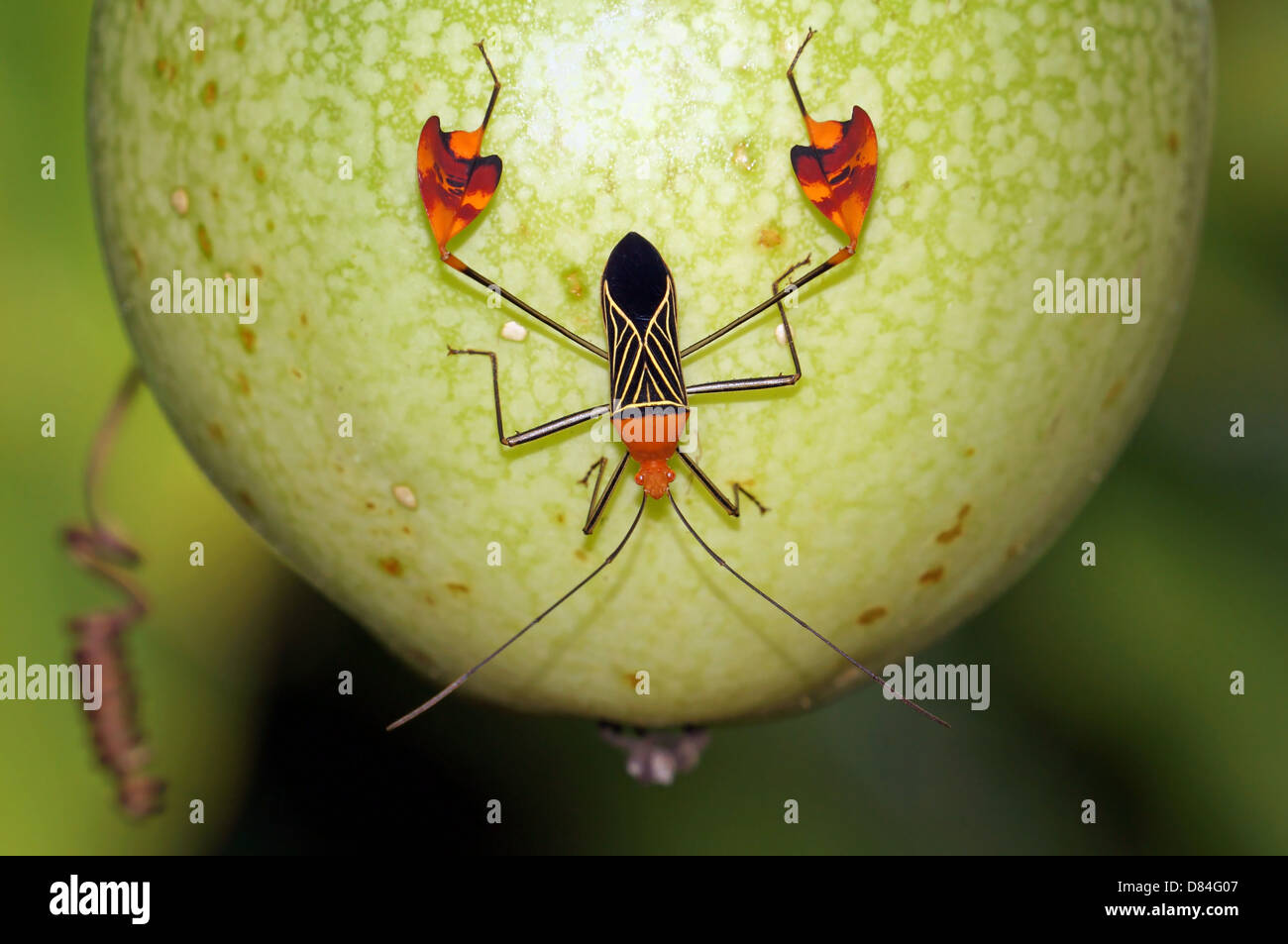 Black leaf footed bug hi-res stock photography and images - Alamy