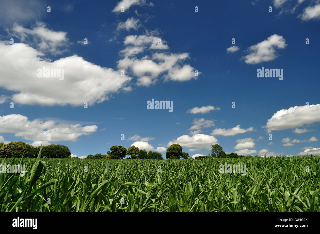 Maize field in summer with blue sky Stock Photo - Alamy