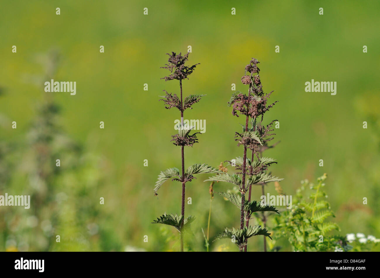 Stinging nettles in field Stock Photo - Alamy