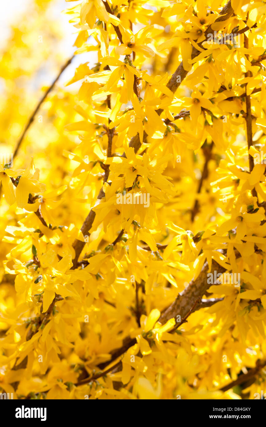 beautiful yellow forsythia blossom and tree in spring outdoor Stock ...