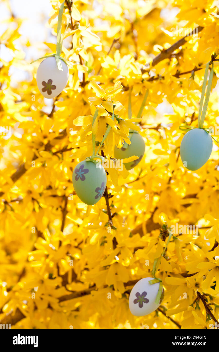 easter egg decoration hanging on forsythia tree outdoor in spring Stock ...