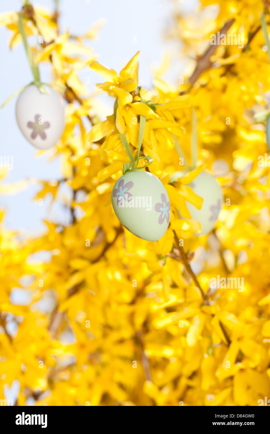 easter egg decoration hanging on forsythia tree outdoor in spring Stock ...