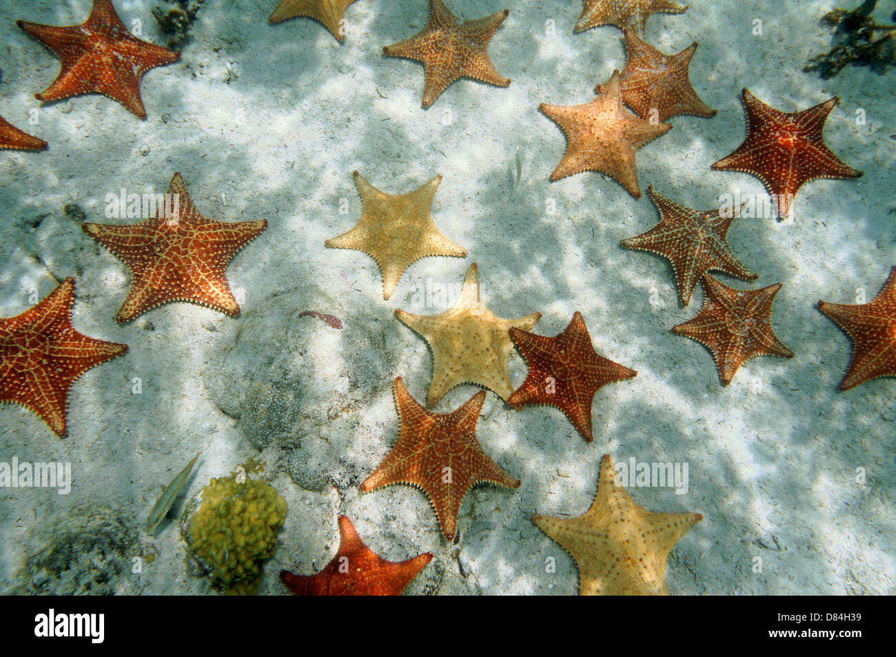 Many Cushion starfish underwater on sandy ocean floor, Atlantic ...