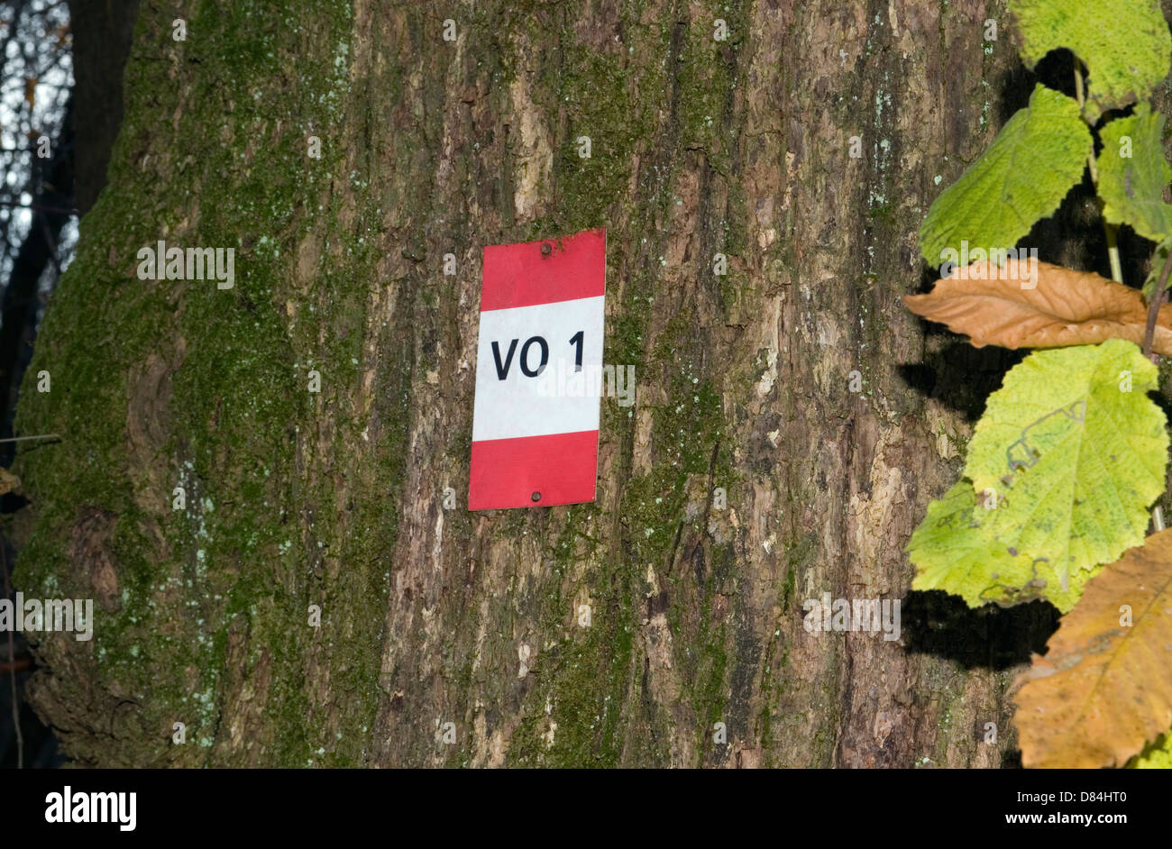 track marking on tree Stock Photo - Alamy