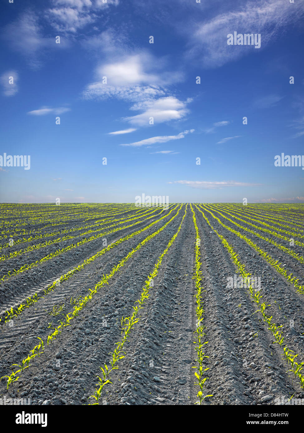 field of maize and the sky in spring Stock Photo - Alamy