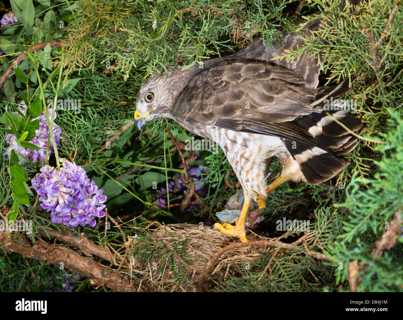 Broad Winged Hawk Nest