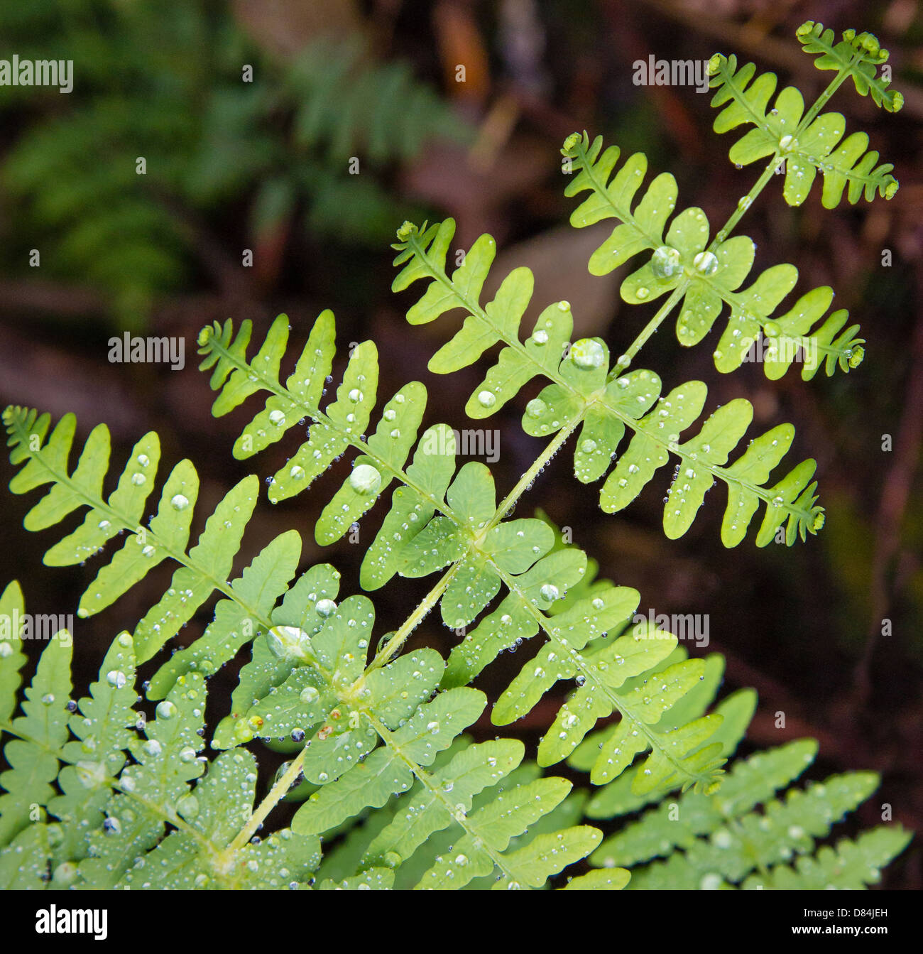 Symmetrical fern leaves covered in rain drops South East Asia Stock ...