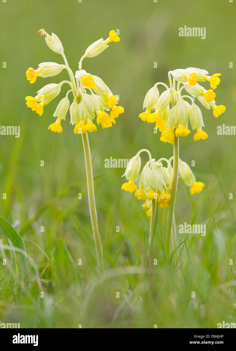 Cowslip hi-res stock photography and images - Alamy