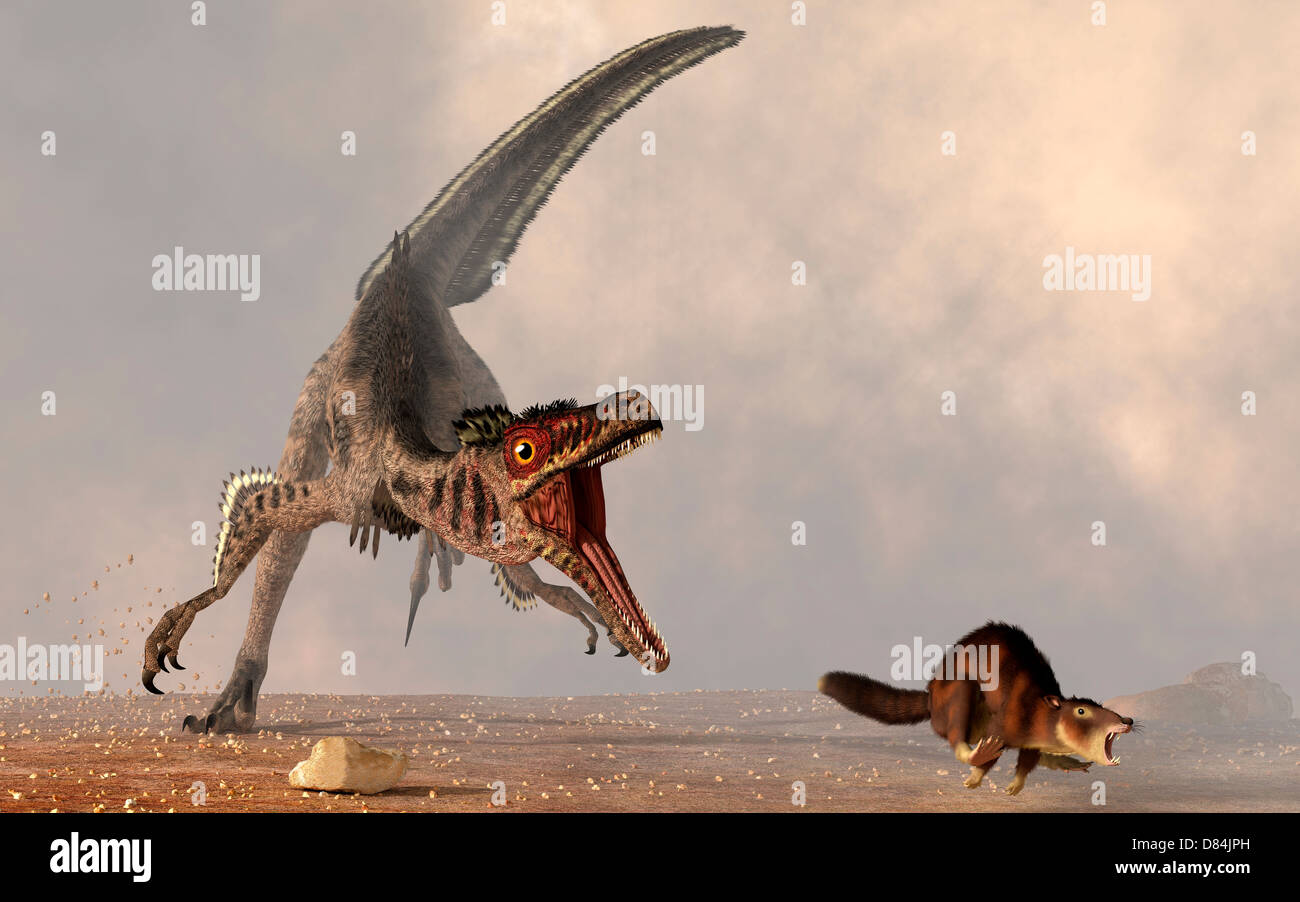 A velociraptor chasing a rat sized mammal Stock Photo - Alamy