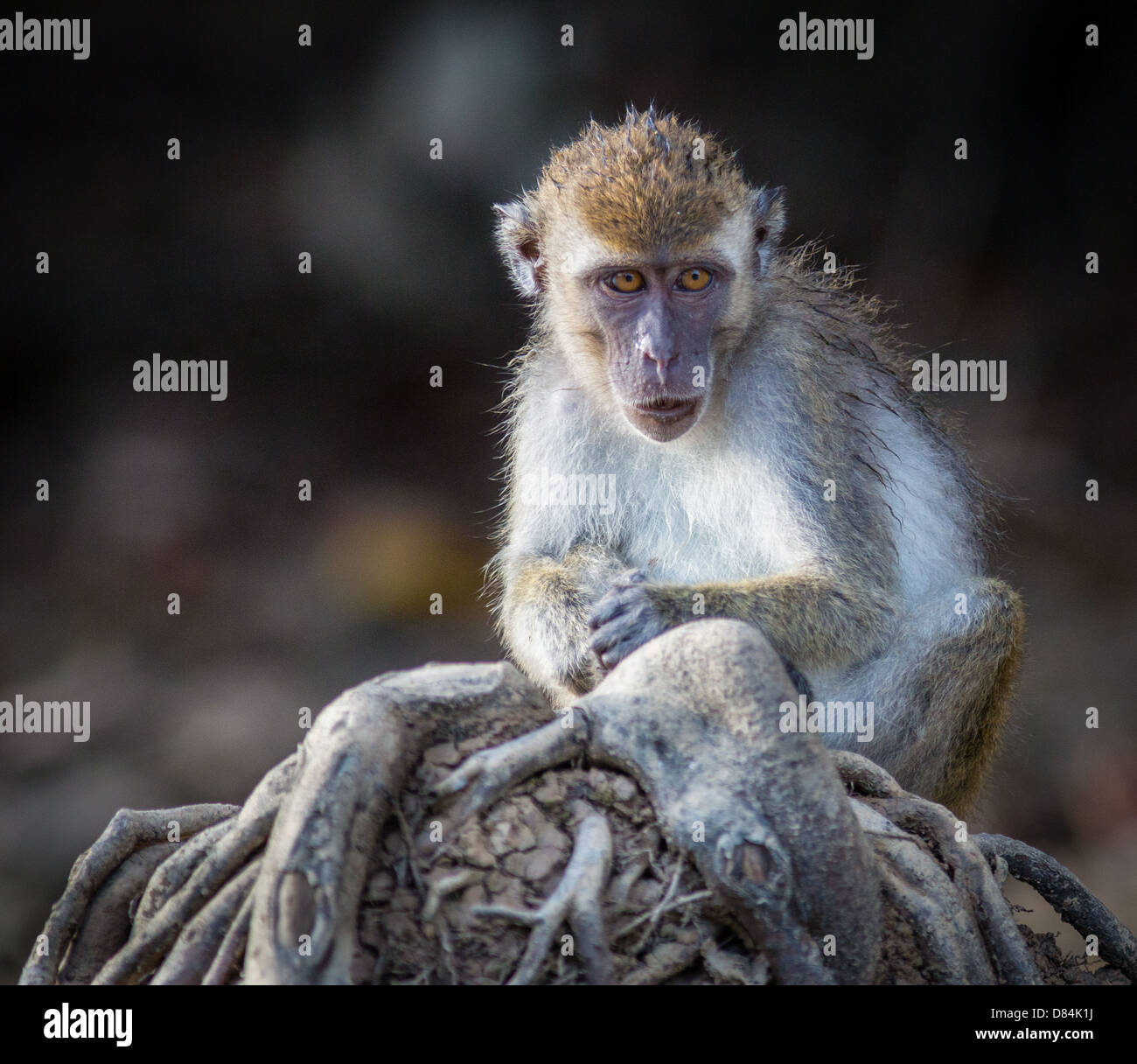 Long Tailed Macaque Macaca fascicularis sitting on tree roots by the ...