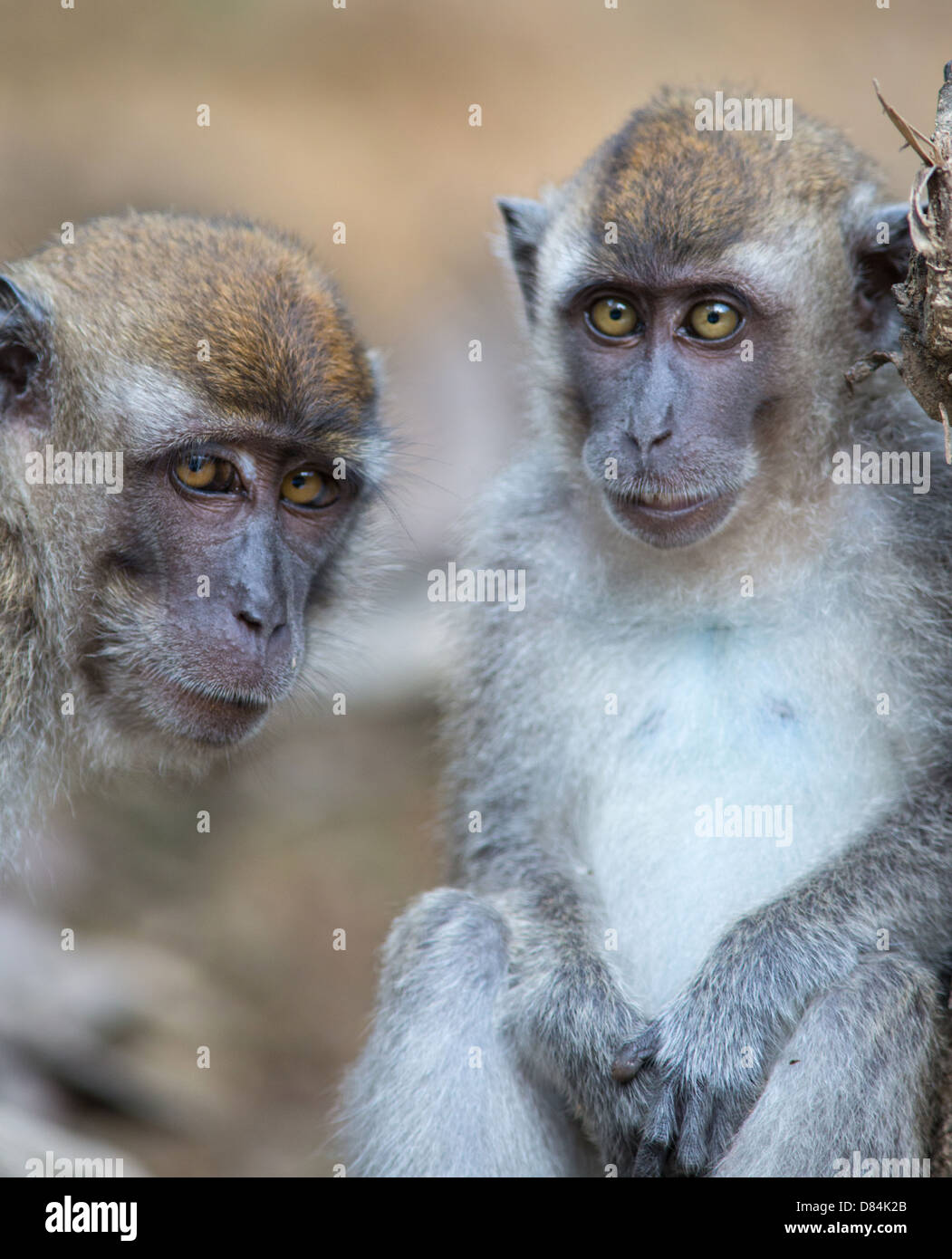 Long Tailed Macaques Macaca fascicularis Kinabatangan River in Sabah Borneo Stock Photo - Alamy