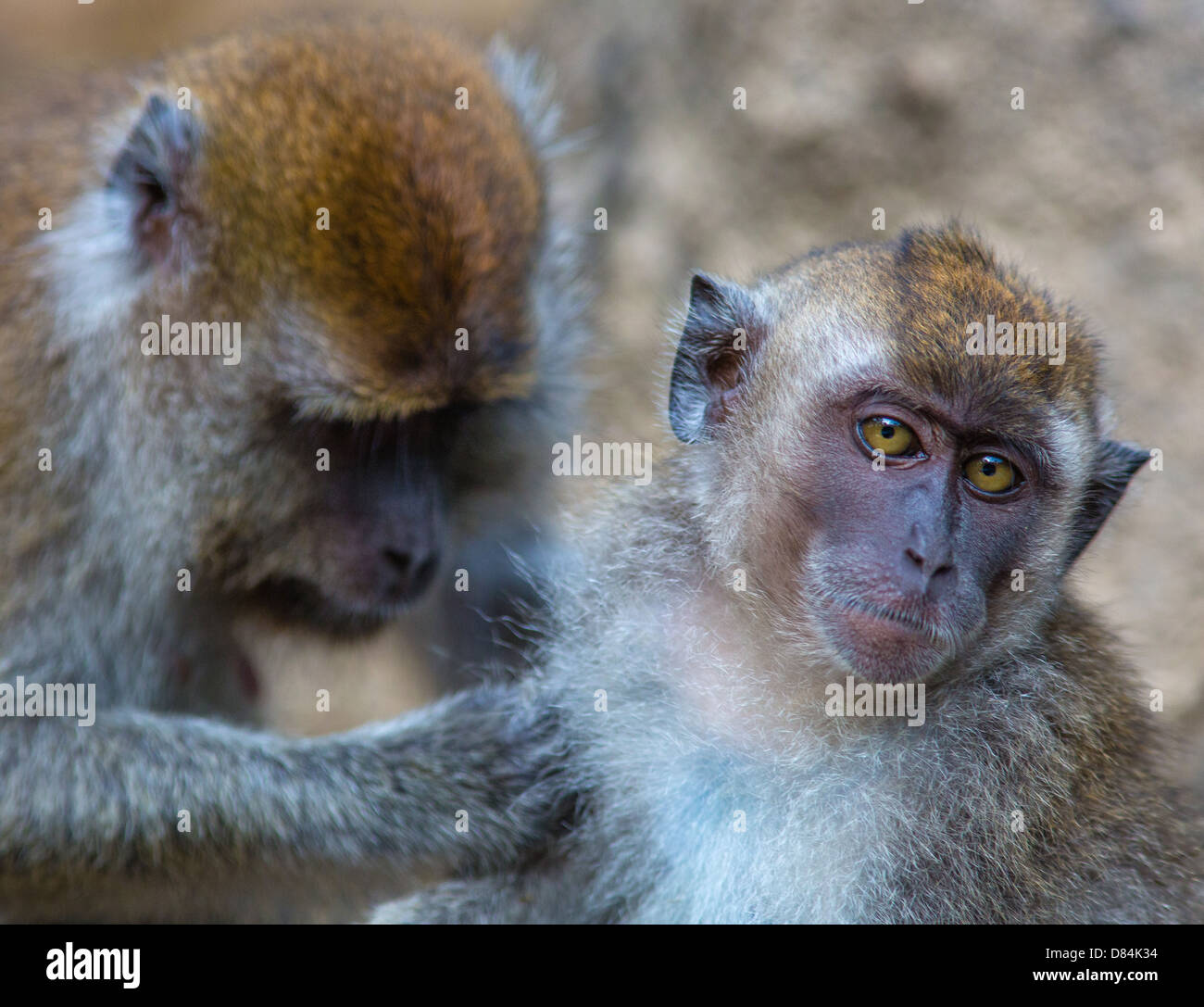 Long Tailed Macaque Macaca fascicularis Kinabatangan River in Sabah ...
