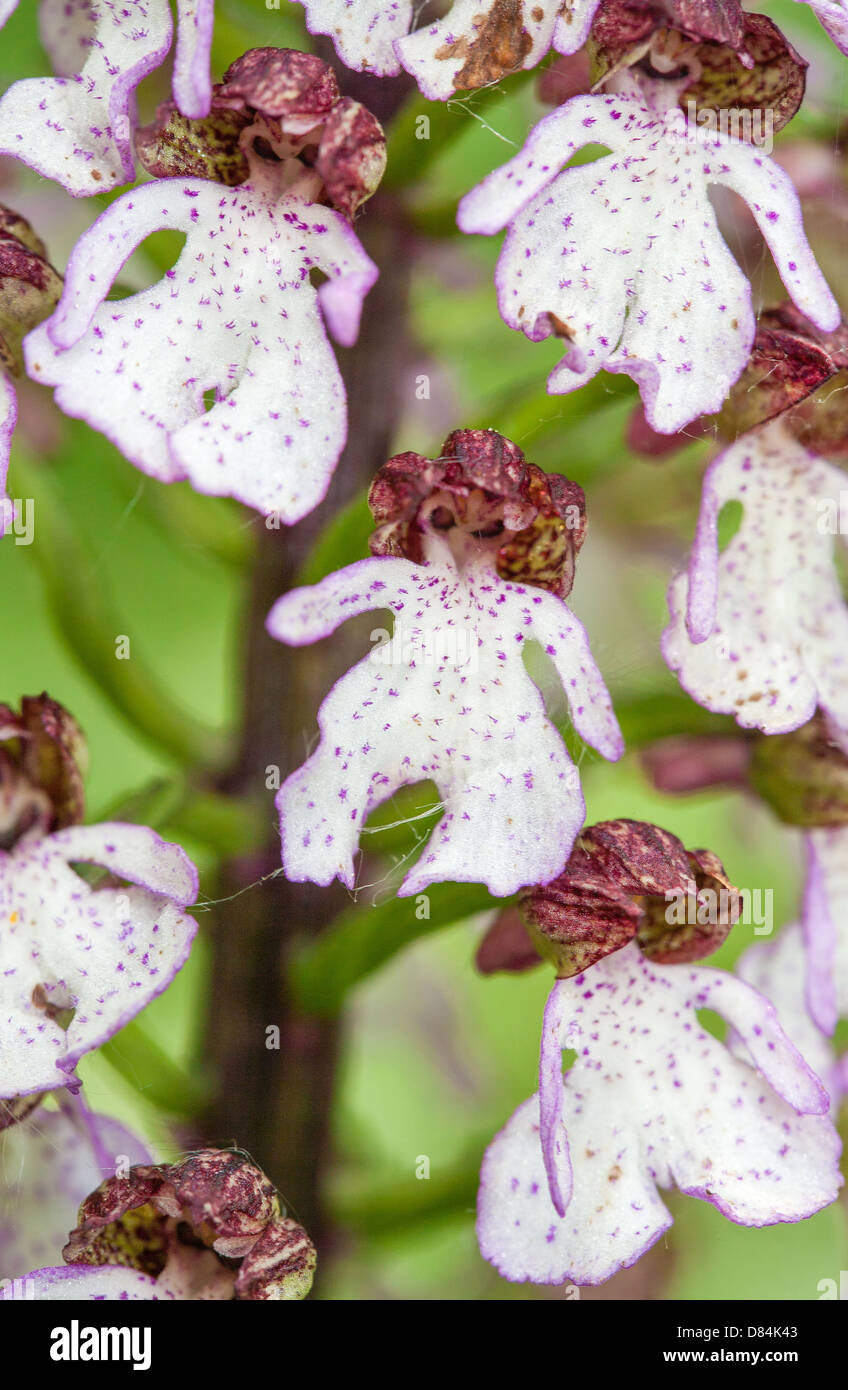 Doll like florets of rare Lady Orchid Orchis purpurea at Yockletts Bank ...