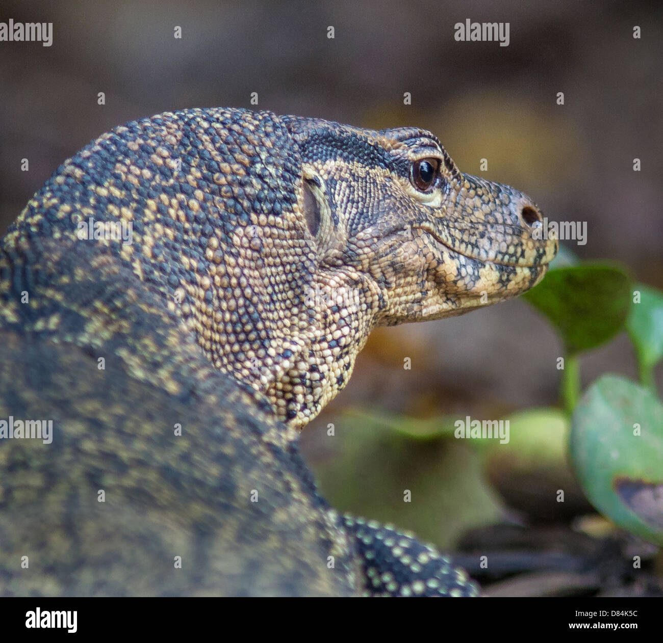 LIzard's back view of the smile of a Malayan or Water Monitor Lizard ...