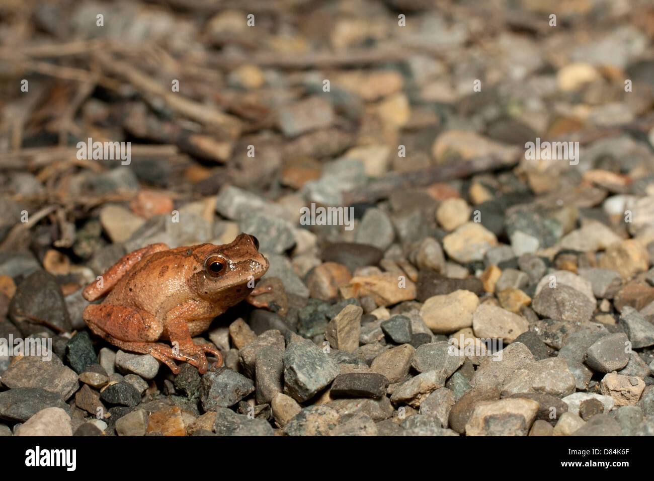 A northern spring peeper sitting on gravel - Pseudacris crucifer Stock ...