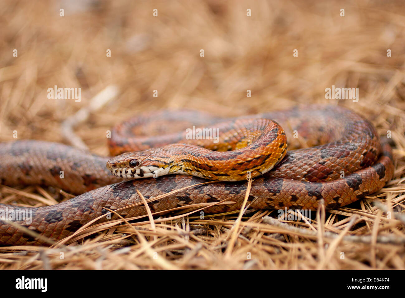 Cornsnake High Resolution Stock Photography and Images - Alamy