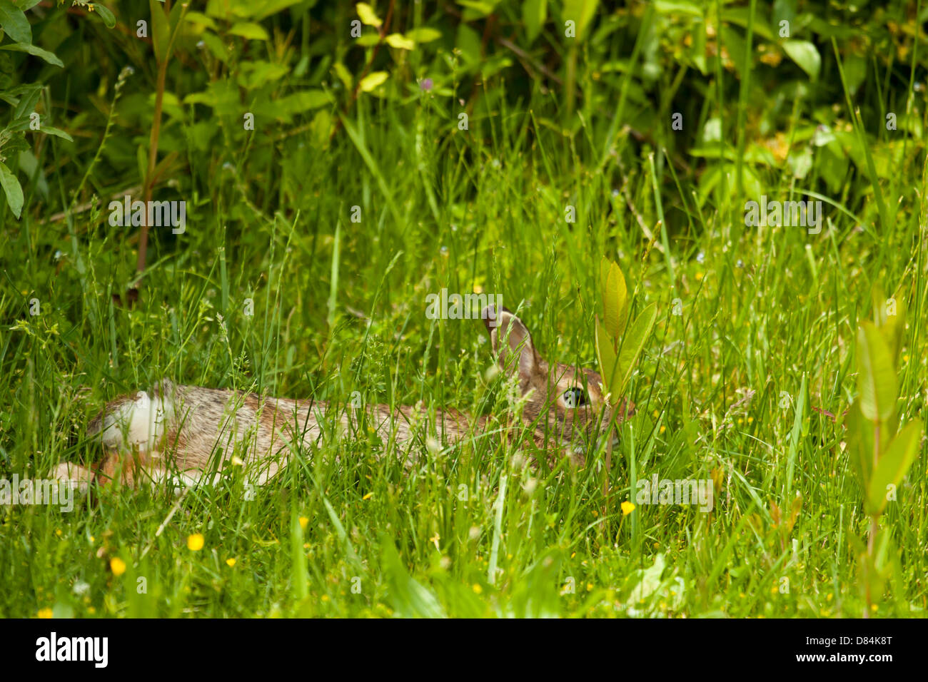 Eastern cottontail rabbit hiding in grass - Sylvilagus floridanus Stock ...