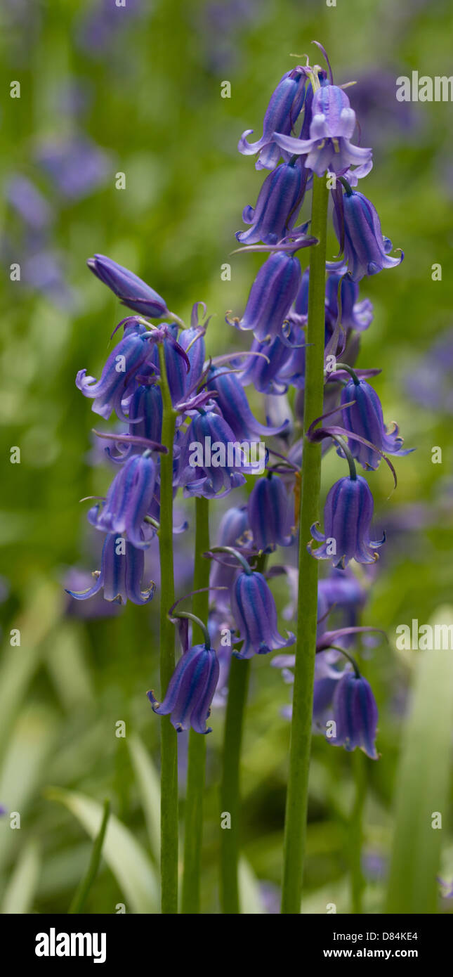 Bluebells in spring Stock Photo - Alamy