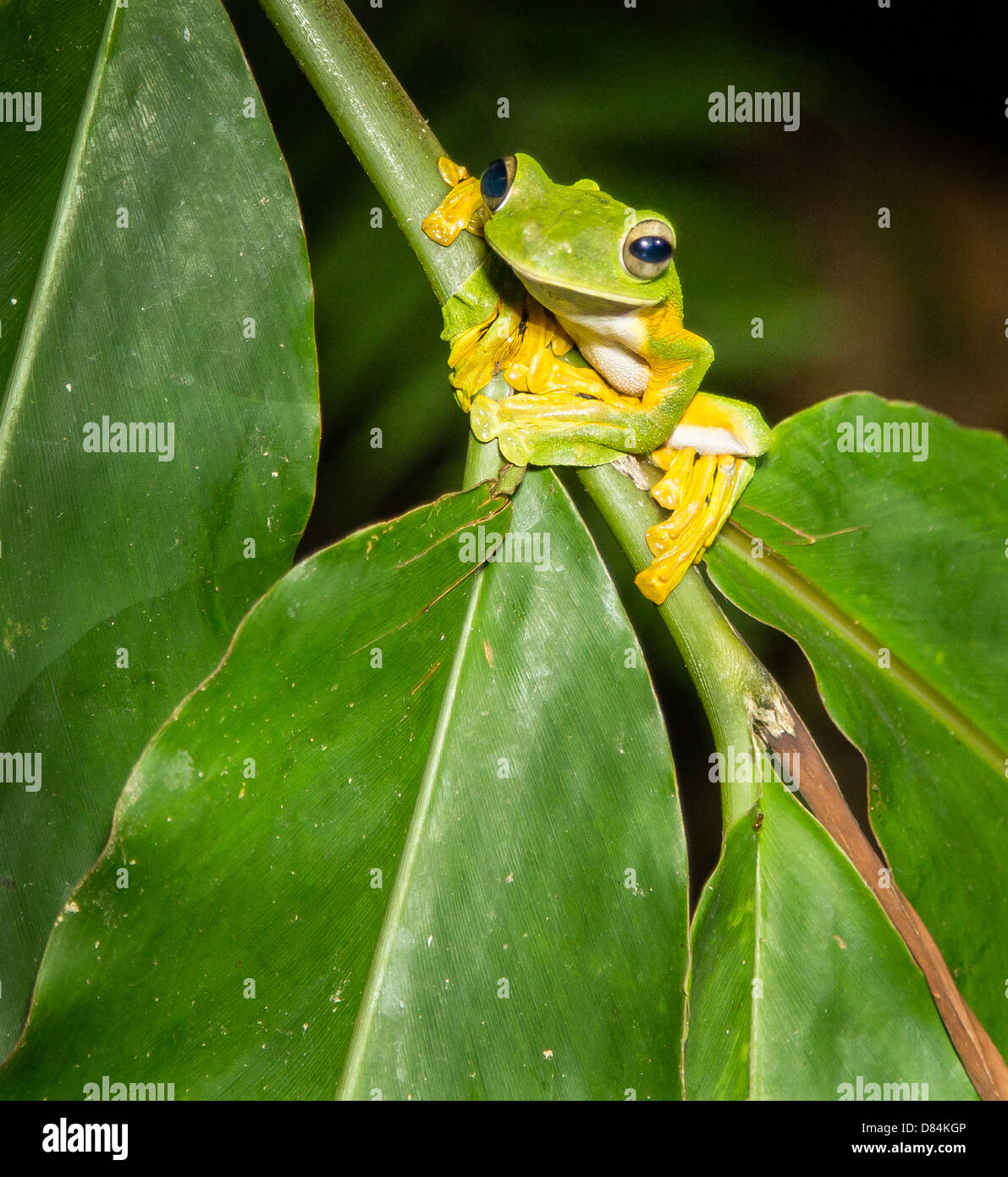 Flying frog hi-res stock photography and images - Alamy