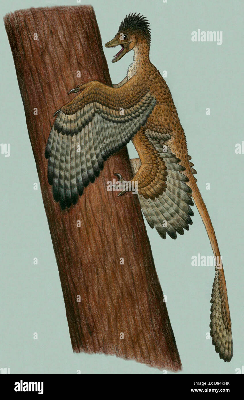 Microraptor dinosaur hi-res stock photography and images - Alamy