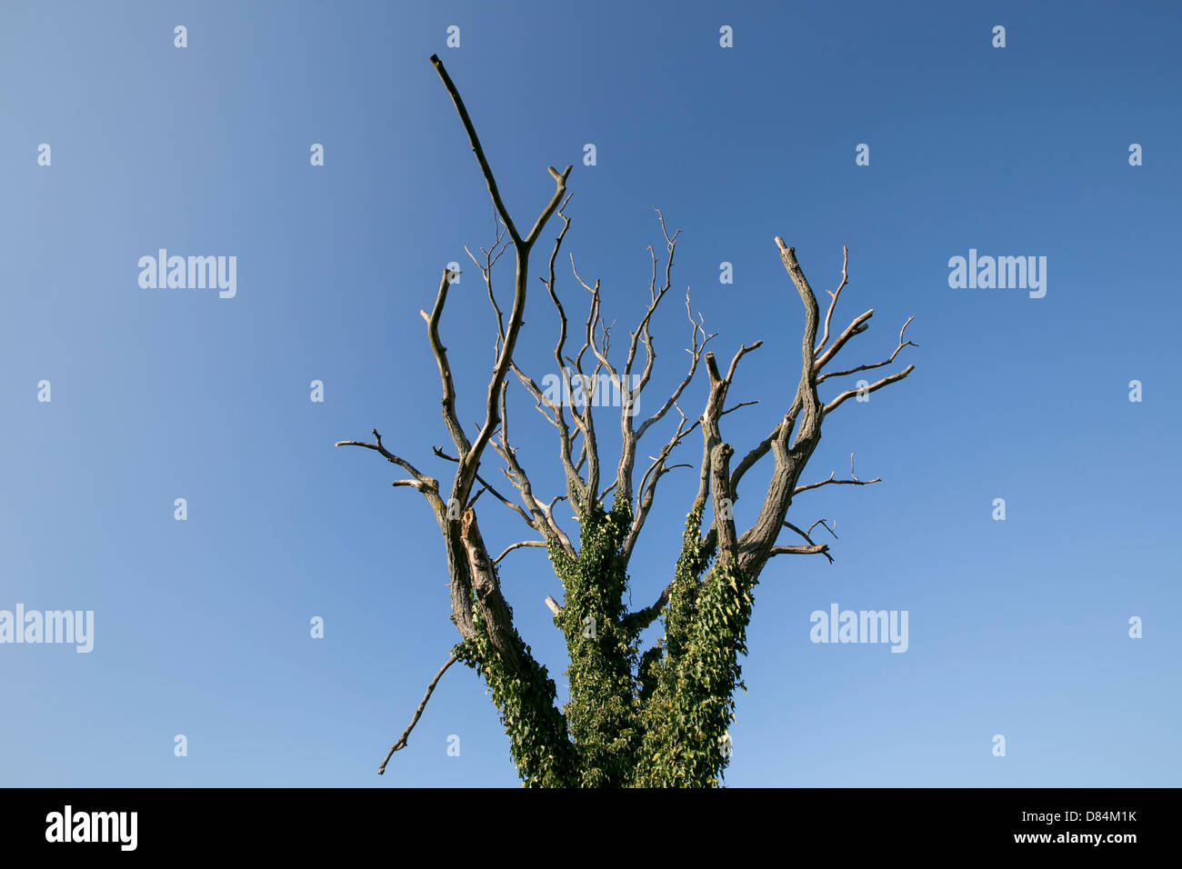 Dead creeper plant hi-res stock photography and images - Alamy